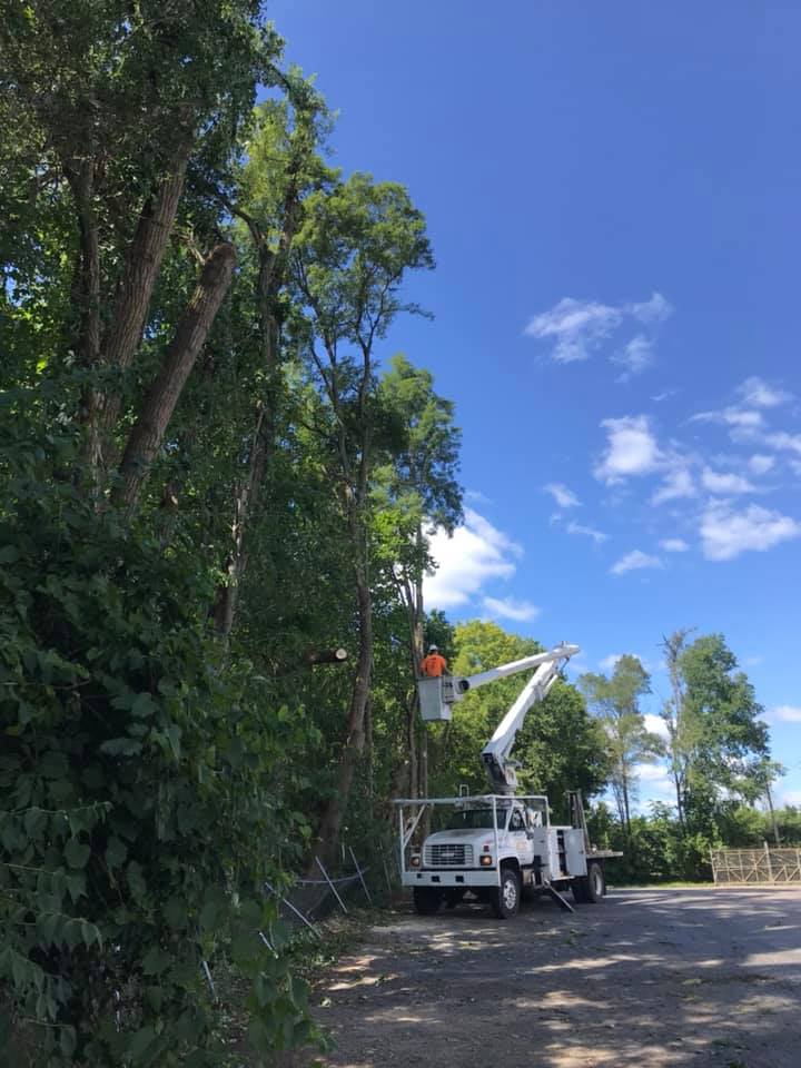 Gallery – Kachur Tree Service